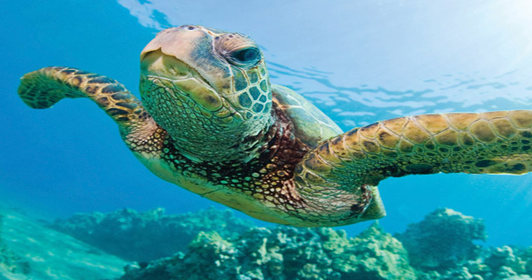 Snorkel with Sea Turtles in Akumal - Cancun Private Tours