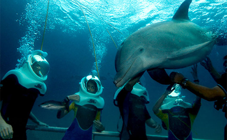 Delphinus Trek - Swim with Dolphins in Cancun at Xel-Ha