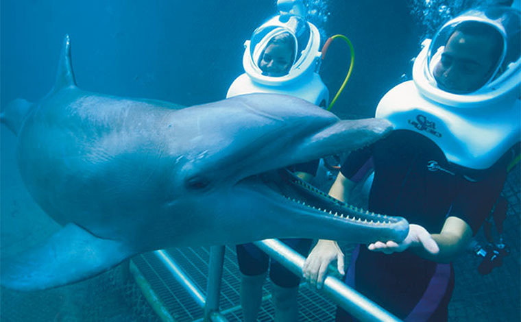 Delphinus Trek - Swim with Dolphins in Cancun at Xel-Ha