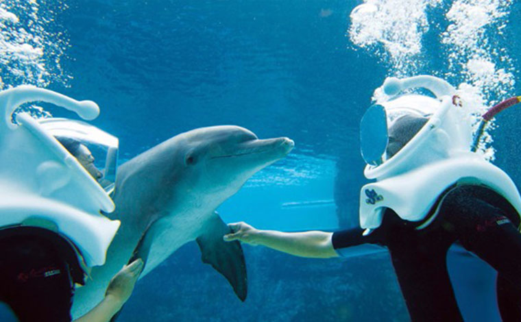 Delphinus Trek - Swim with Dolphins in Cancun at Xel-Ha
