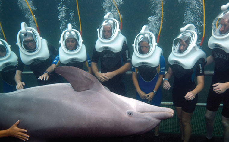Delphinus Trek - Swim with Dolphins in Cancun at Xel-Ha