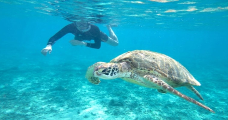 Tulum Ruins and Sea Turtles Snorkel in Akumal - Private Tour